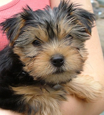 Cumpar Yorkshire Terrier