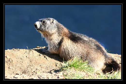 Marmotele